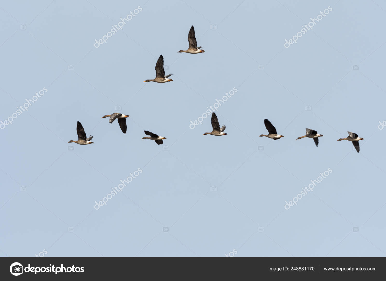 Migrating Bean Geese in V-formation Stock Photo by ©olandsfokus 248881170