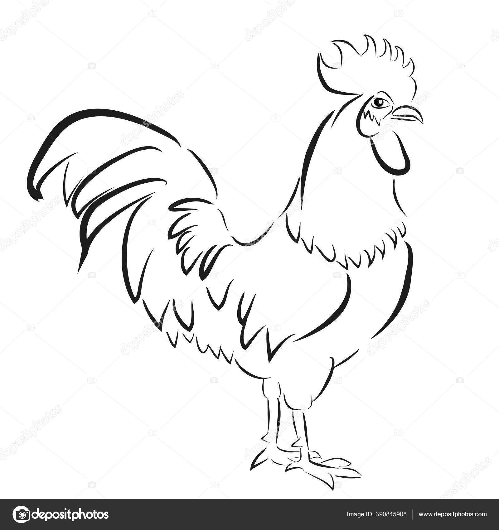 Rooster Drawing Outline
