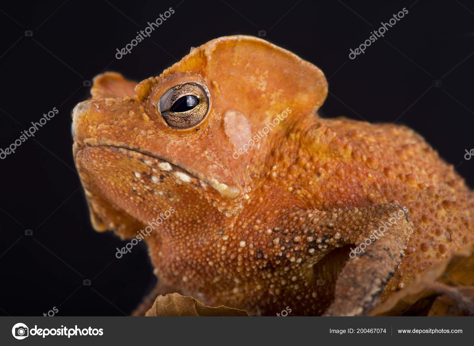 Leaf Toad