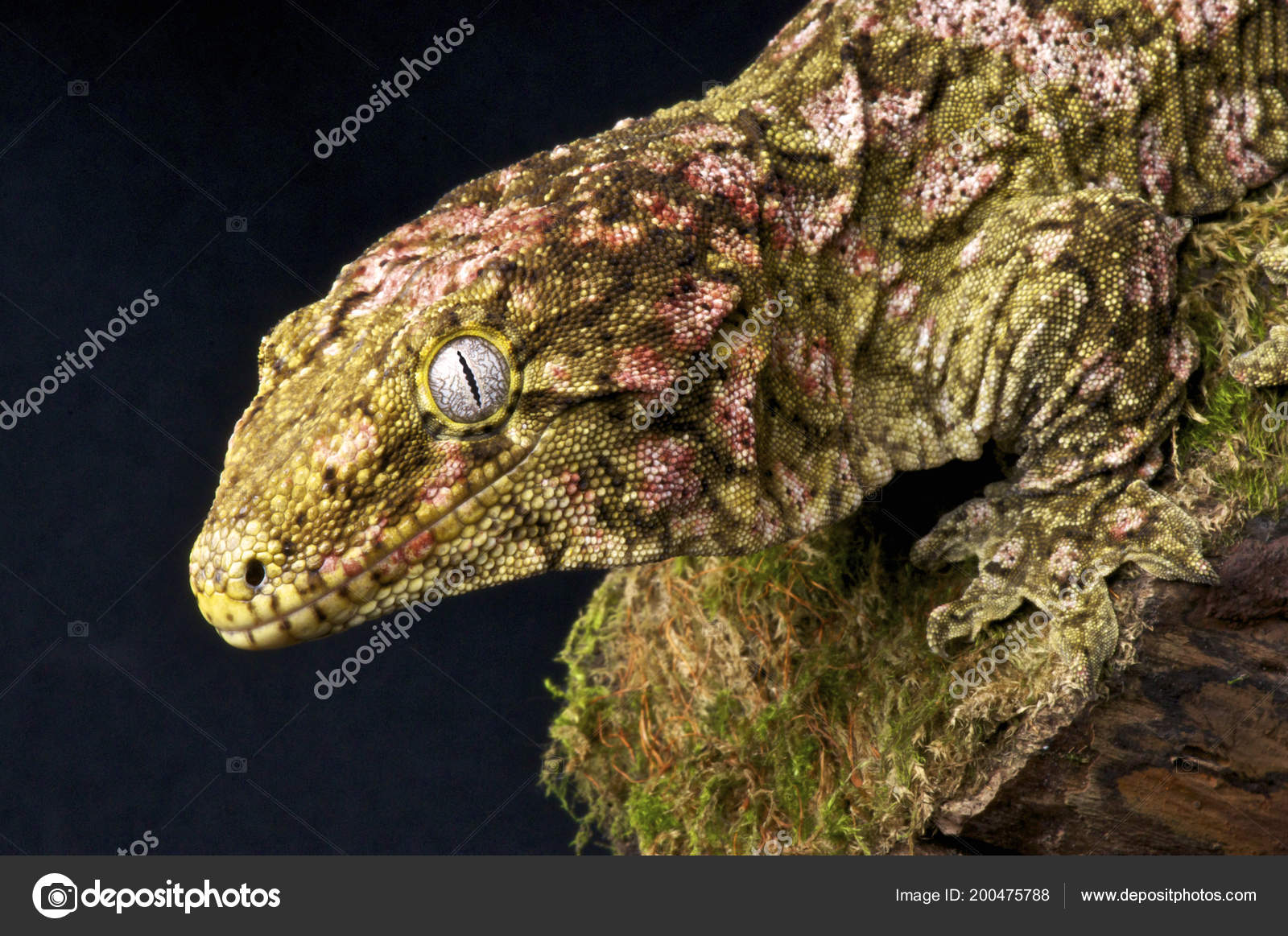 New Caledonian Giant Gecko Rhacodactylus Laechianus Largest Gecko ...