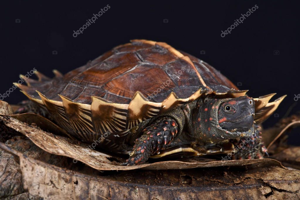 La tortuga espinosa (Heosemys spinosa) es una especie de tortuga rara ...