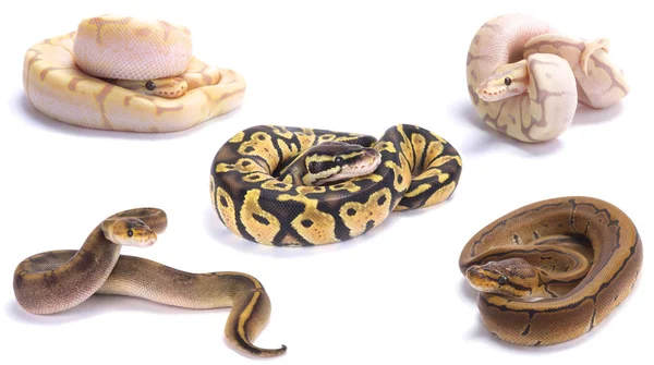 Ball python morph Stok Foto, Ball python morph Gambar Bebas Royalti ...