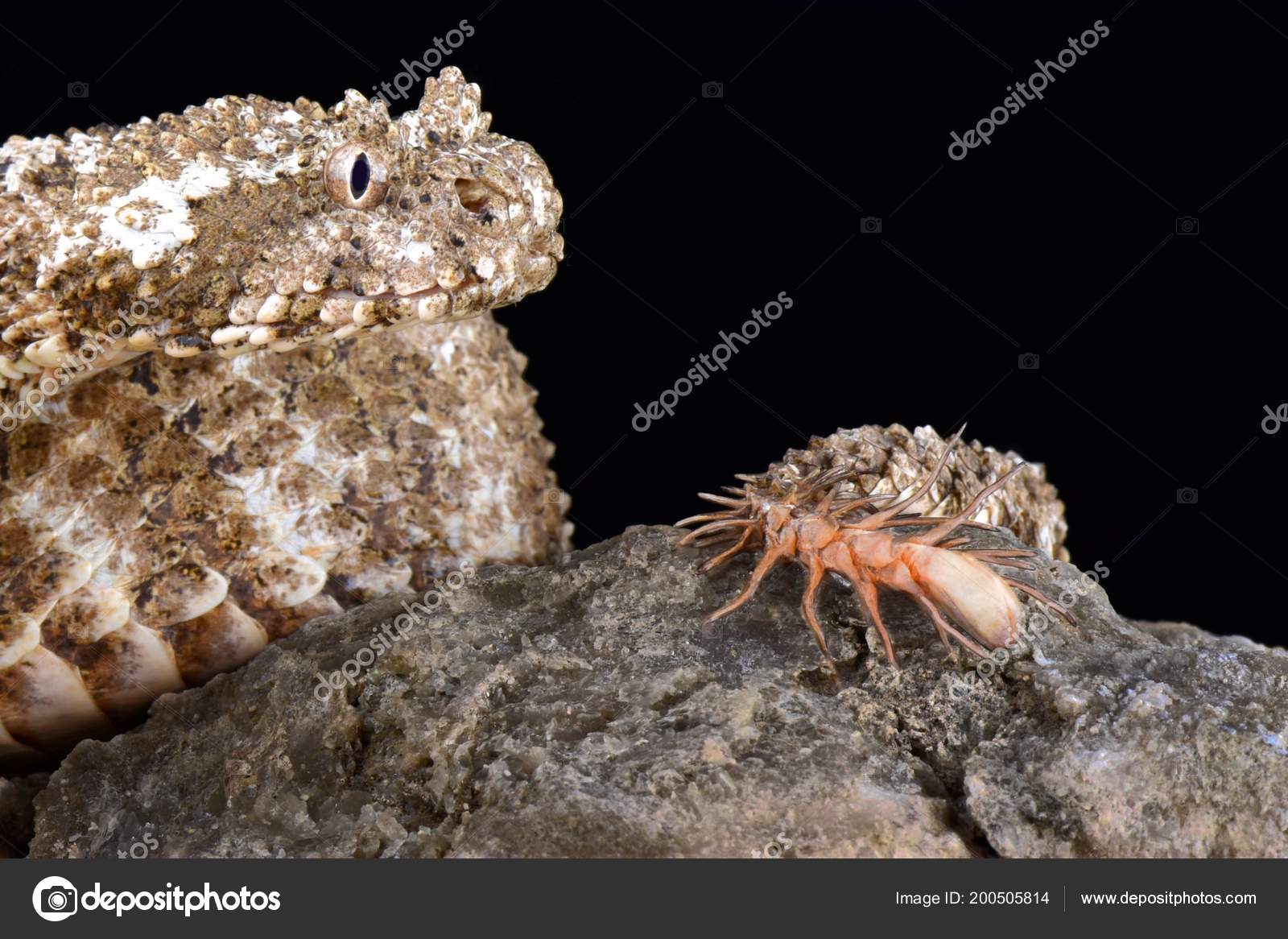Spindel Tailed Horned Viper Pseudocerastes Urarachnoides Art Viper ...