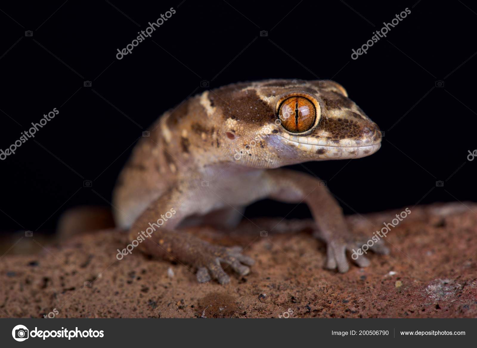 Geco Dedos Gruesos Van Son Pachydactylus Vansoni Una Especie Terrestre ...