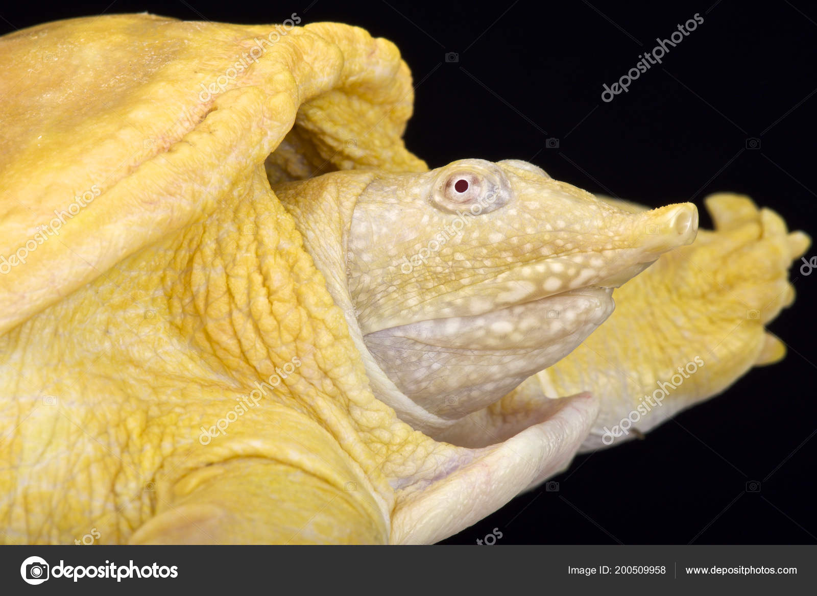 Albino Softshell Turtle