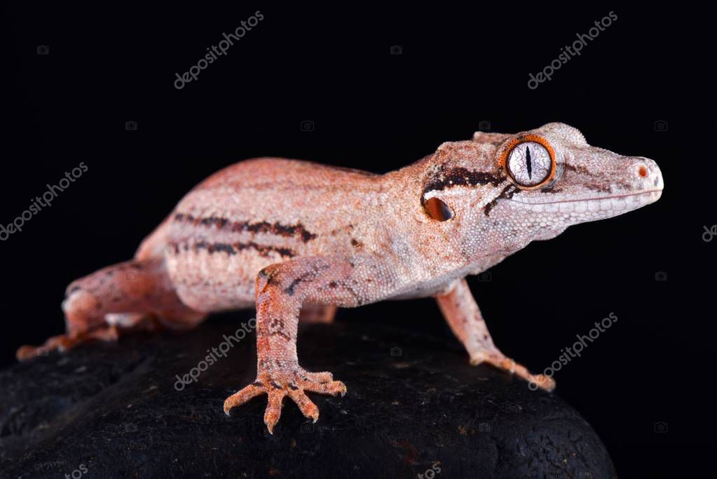 El geco gárgola (Rhacodactylus auriculatus) es una especie de geco de ...