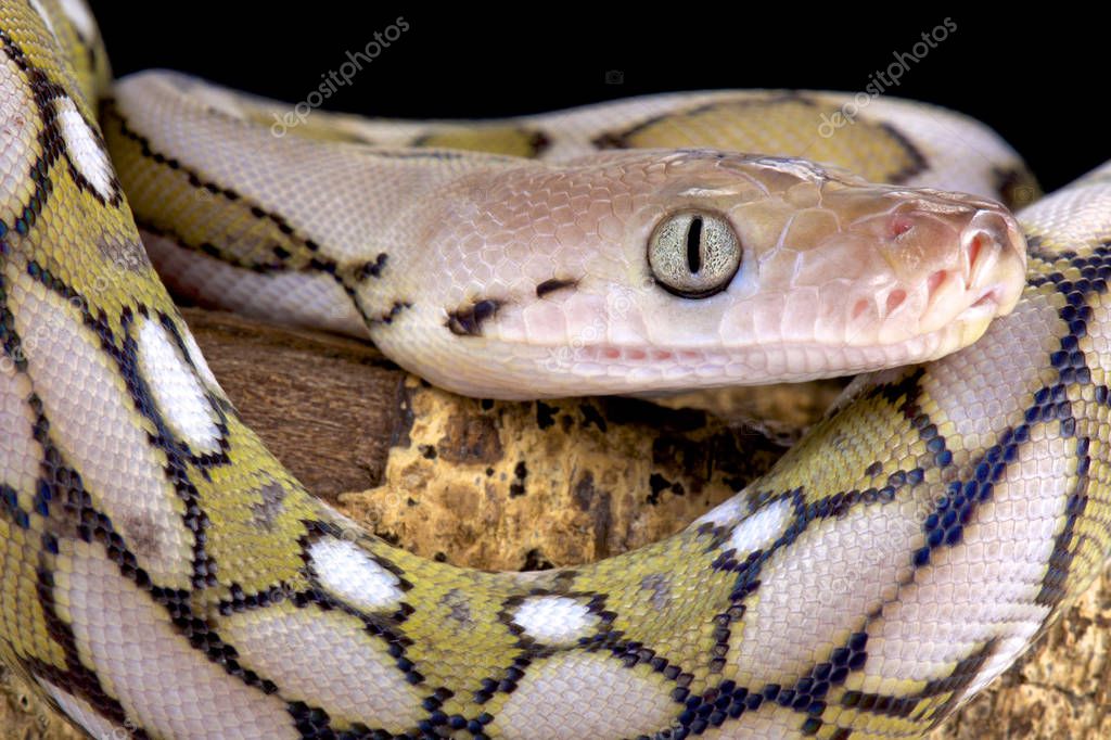 La pitón reticulada (Malayopython reticulatus) es la especie de ...