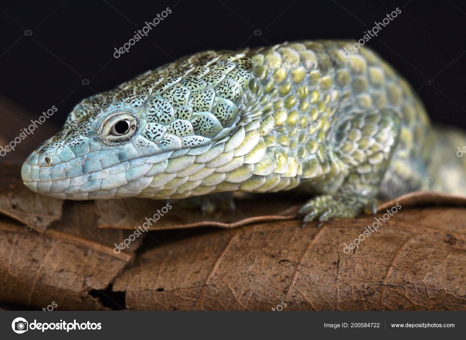 Arboreal Alligator Lizard