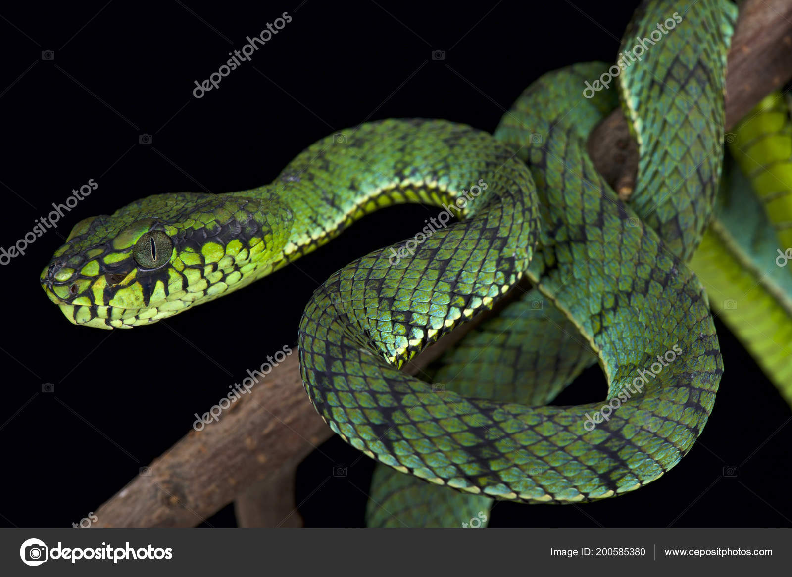 Sumatra Pit Viper Parias Sumatranus Stock Photo by ©REPTILES4ALL 200585380
