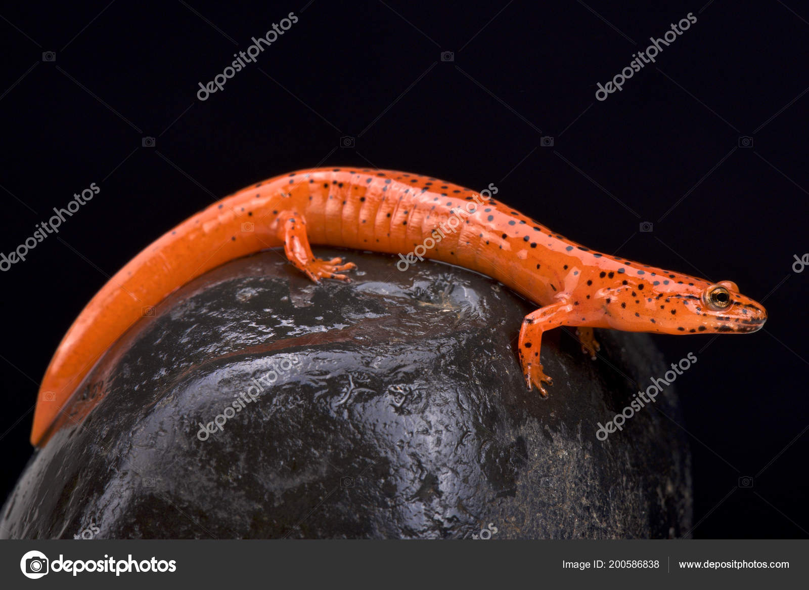 Red Salamander Pseudotriton Ruber — Stock Photo © REPTILES4ALL #200586838