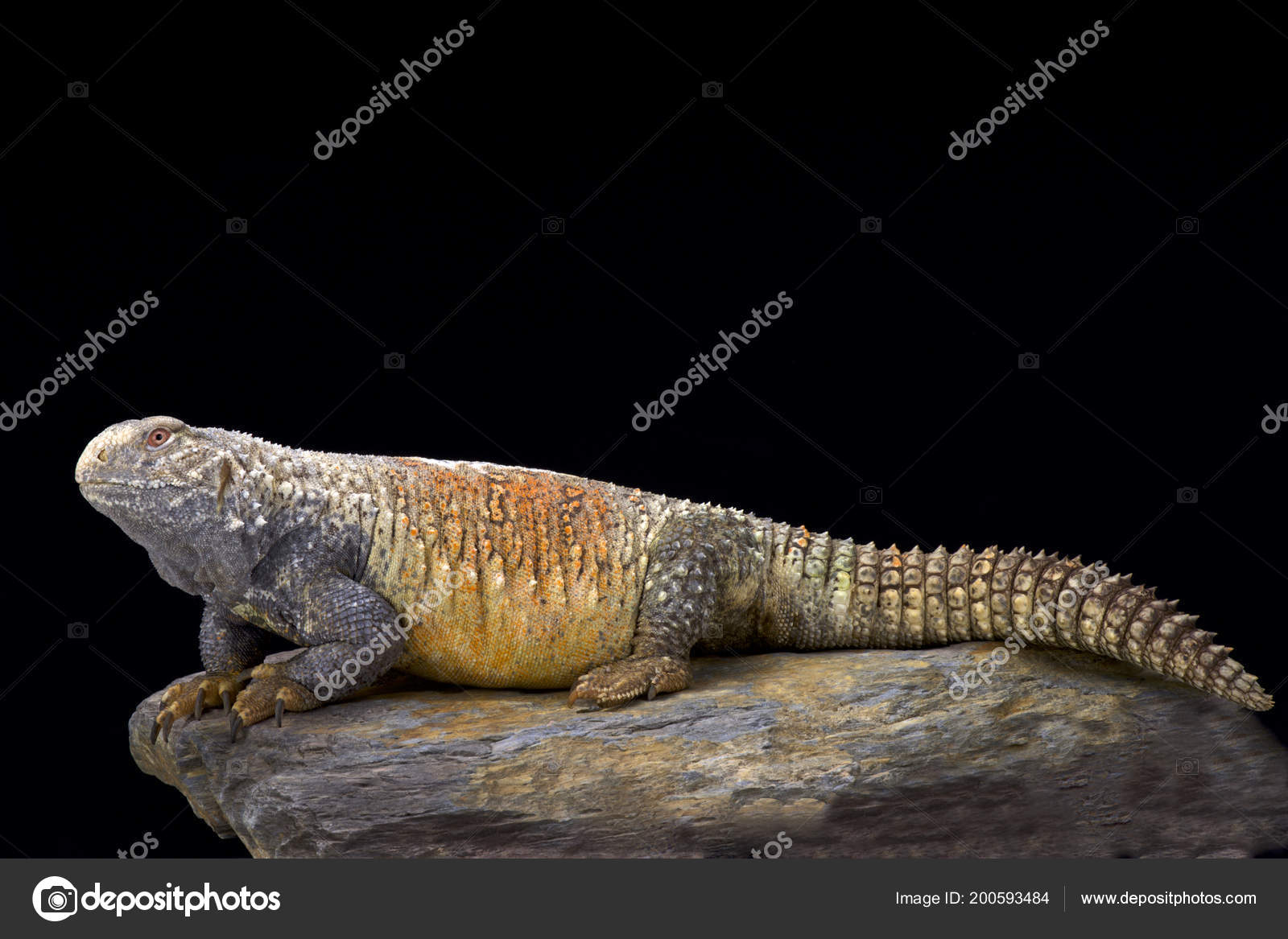 Saara Loricata Iraqi Spiny Tailed Lizard Iraq — Stock Photo ...