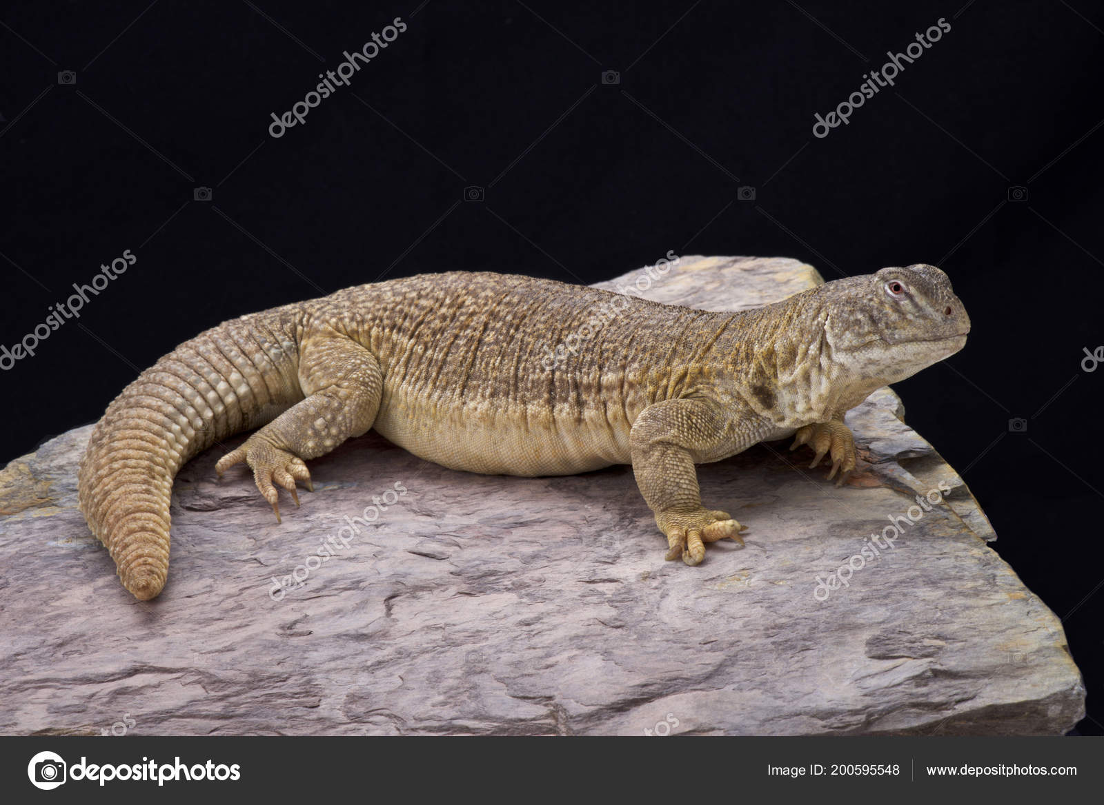 Indian Spiny Tailed Lizard Saara Hardwickii Indian Spiny Tailed Lizard