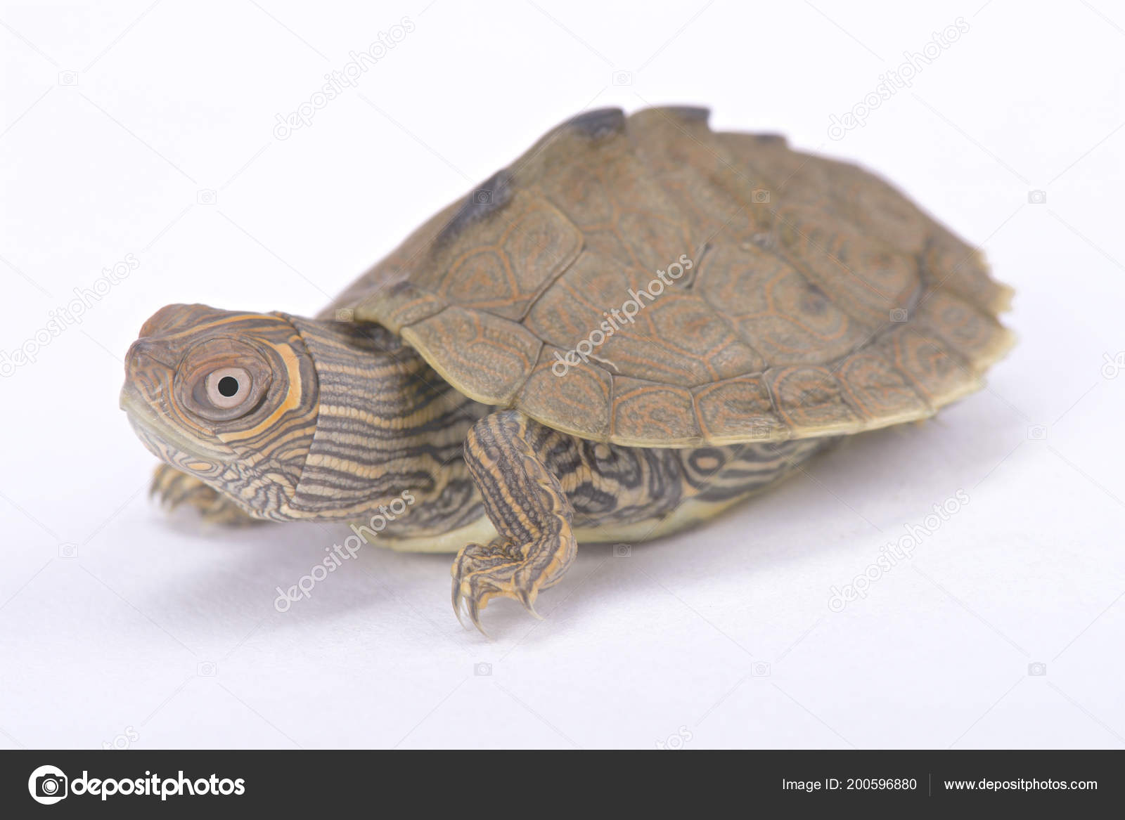 Mississippi Map Turtle