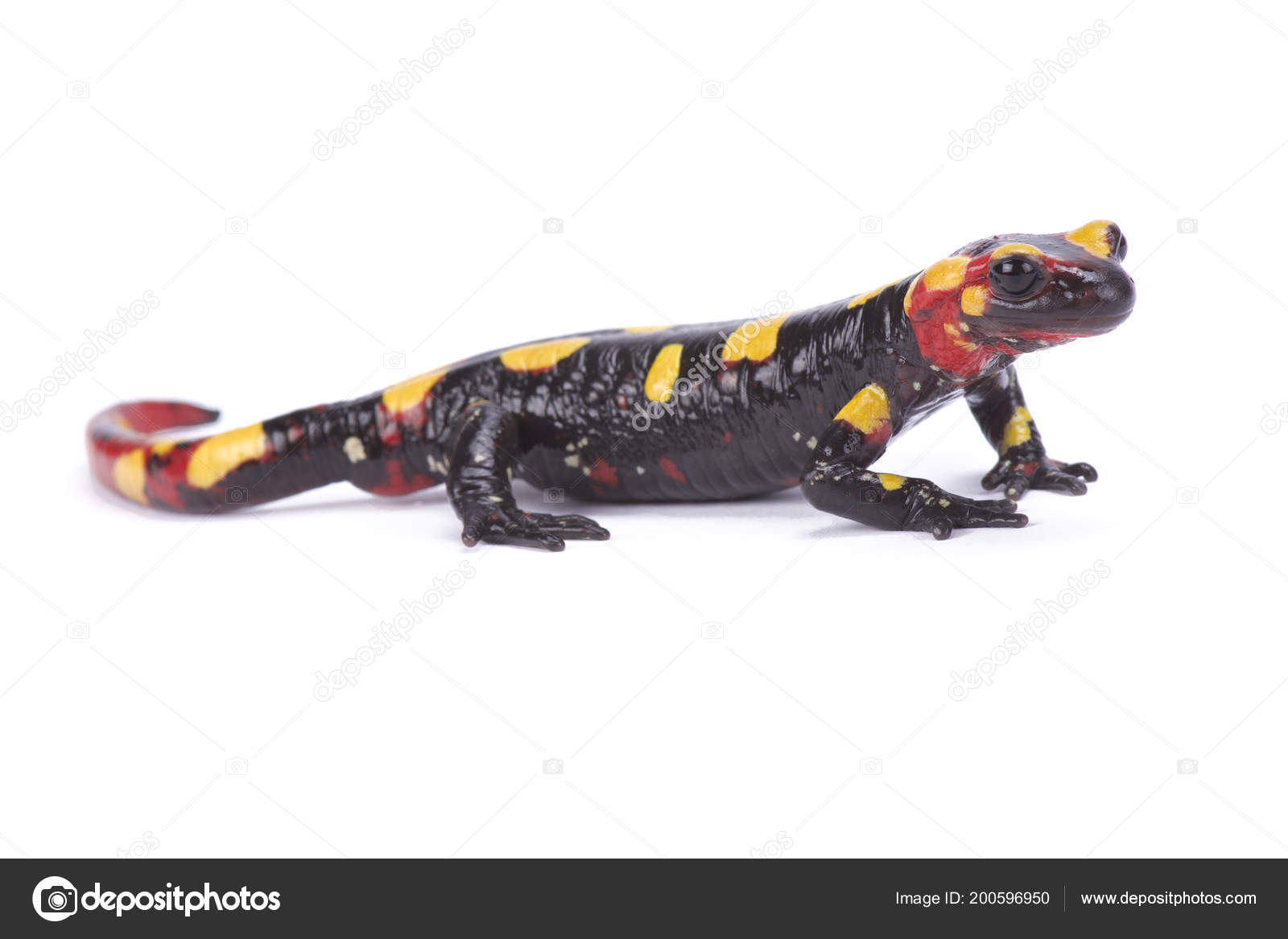 Rif Berg Vuursalamander Salamandra Algira Splendens — Stockfoto ...