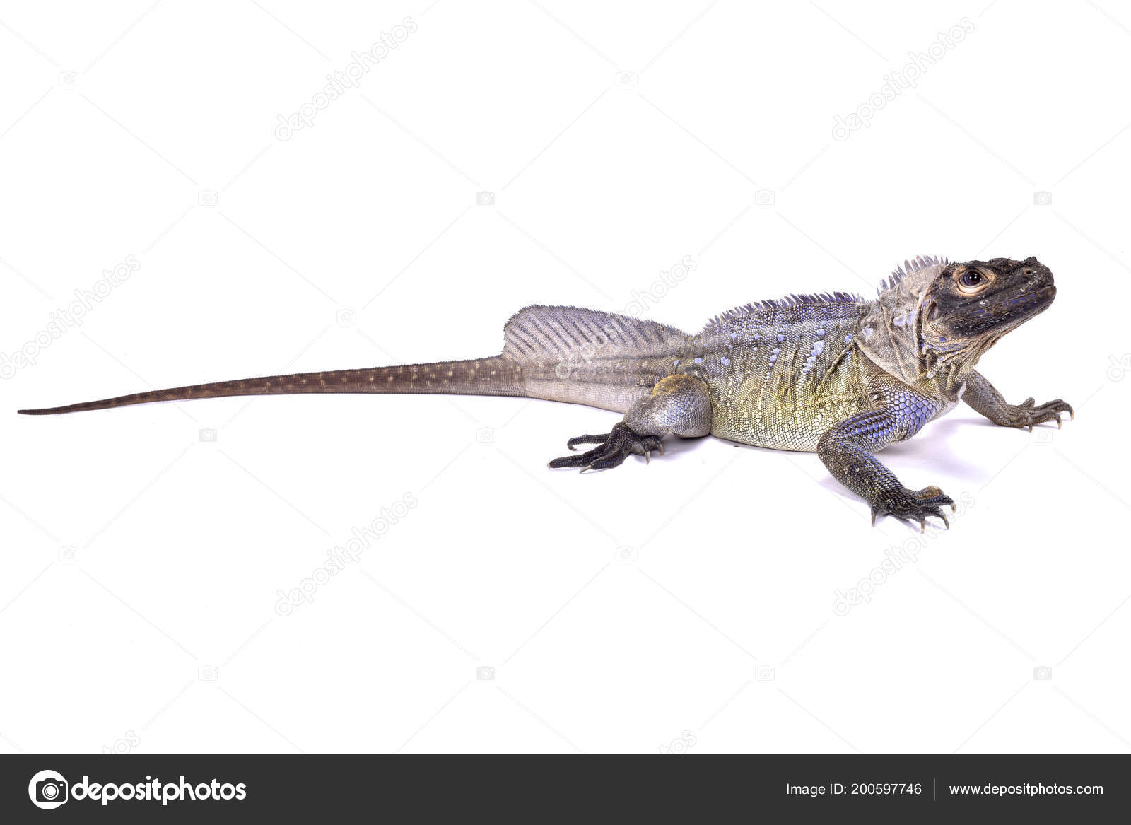 Hydrosaurus Pustulatus