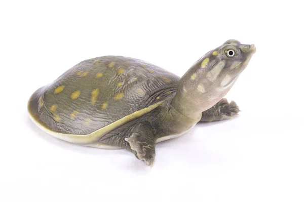 Indian spotted turtle Stock Photos, Royalty Free Indian spotted turtle ...