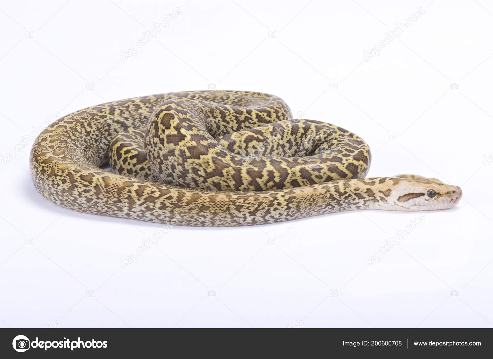 Burmese Python Python Bivittatus Granit Stock Photo by ©REPTILES4ALL ...