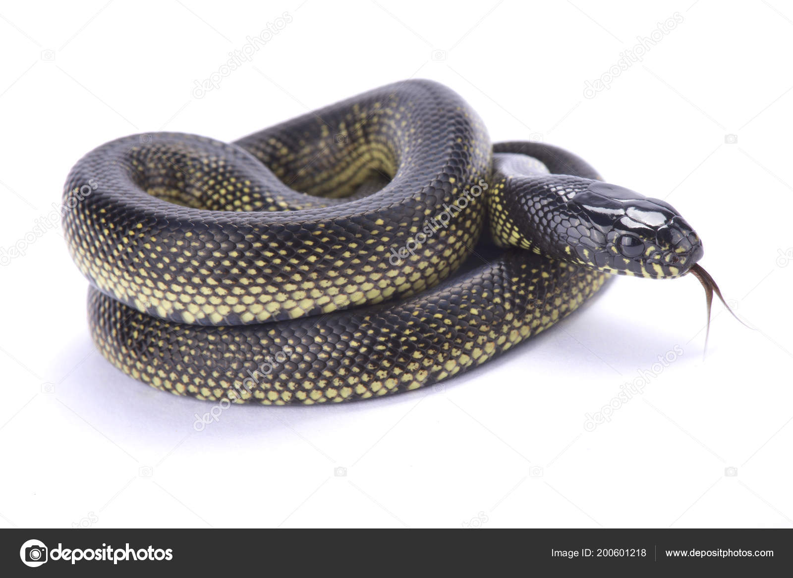Serpiente Real Negra Mexicana Lampropeltis Getula Nigrita: fotografía ...