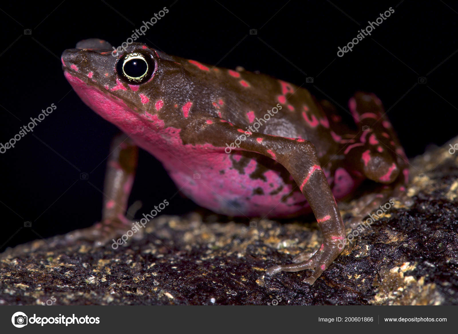 Poison Dart Frog Purple