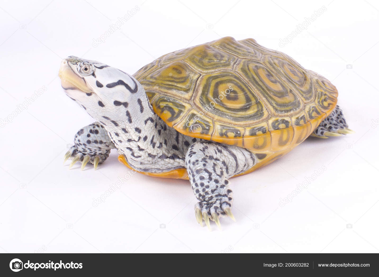 Concentric Diamondback Terrapin