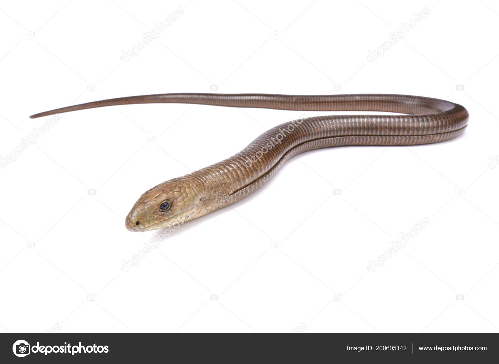 Sheltopusik Pseudopus Apodus Apodus Stock Photo by ©REPTILES4ALL 200605142