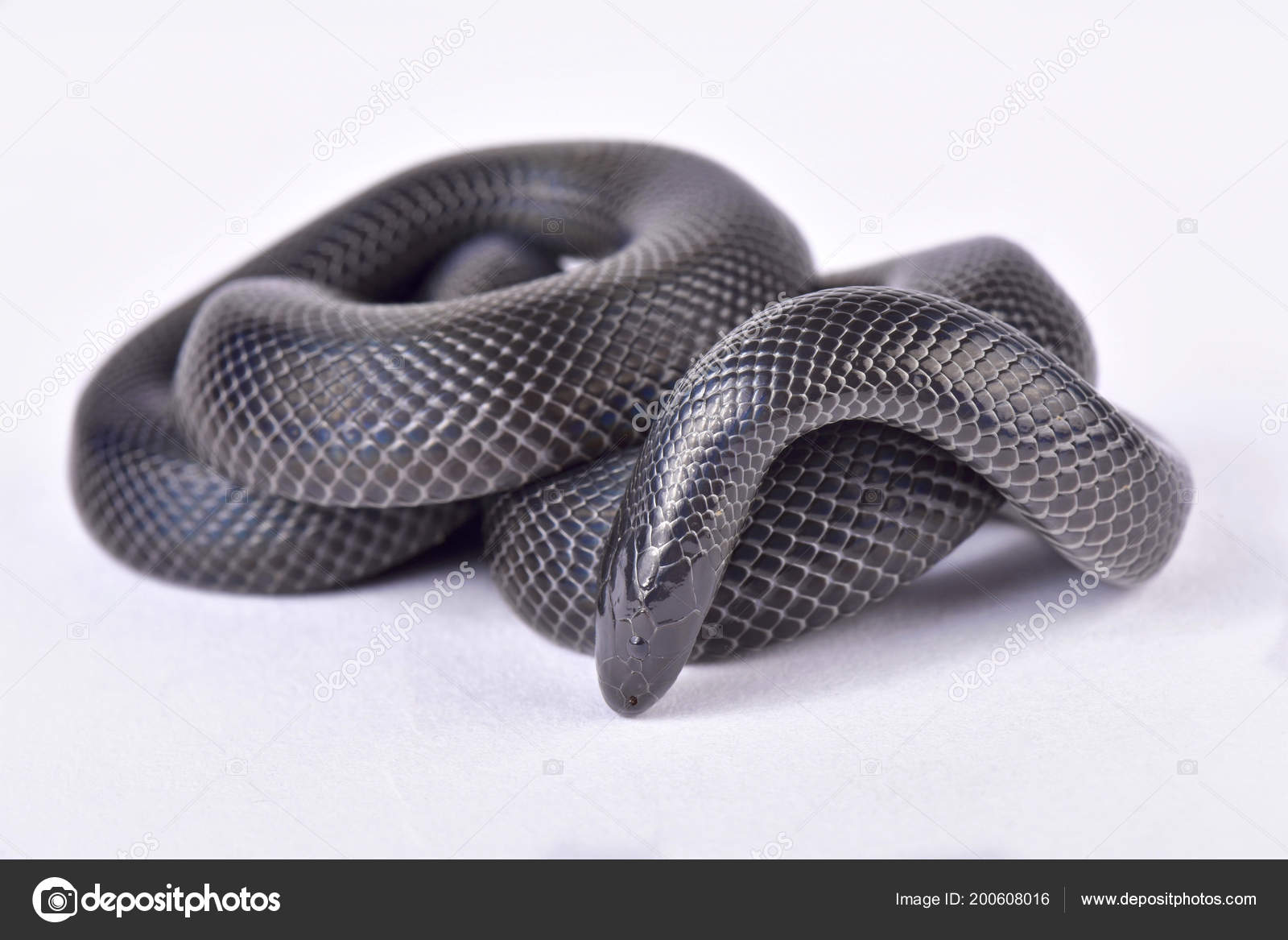 Congo Burrowing Asp Atractaspis Congica Congica Fossorial Highly ...