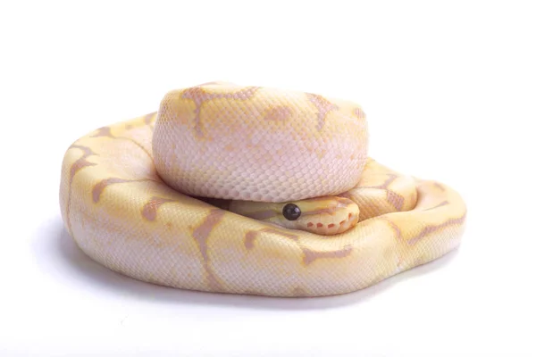 ᐈ Pythons stock pictures, Royalty Free python regius images | download ...