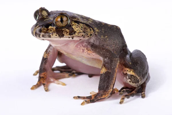 Horror frog stok fotoğraflar, telifsiz resimler, görseller | Depositphotos