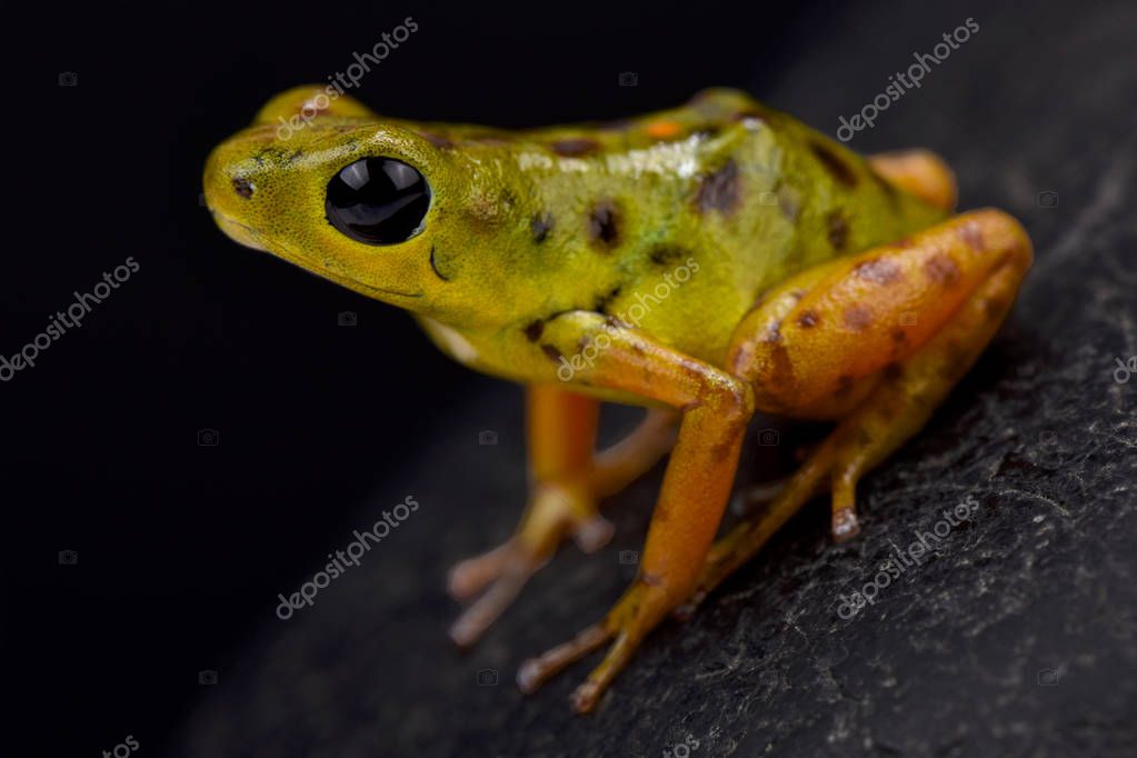 Rana de dardo de fresa, Oophaga pumilio "Colon Bocas del Drago" 2023