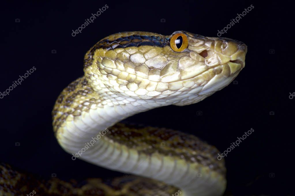 Protobothrops flavoviridis es una especie de pitviper venenoso que se ...