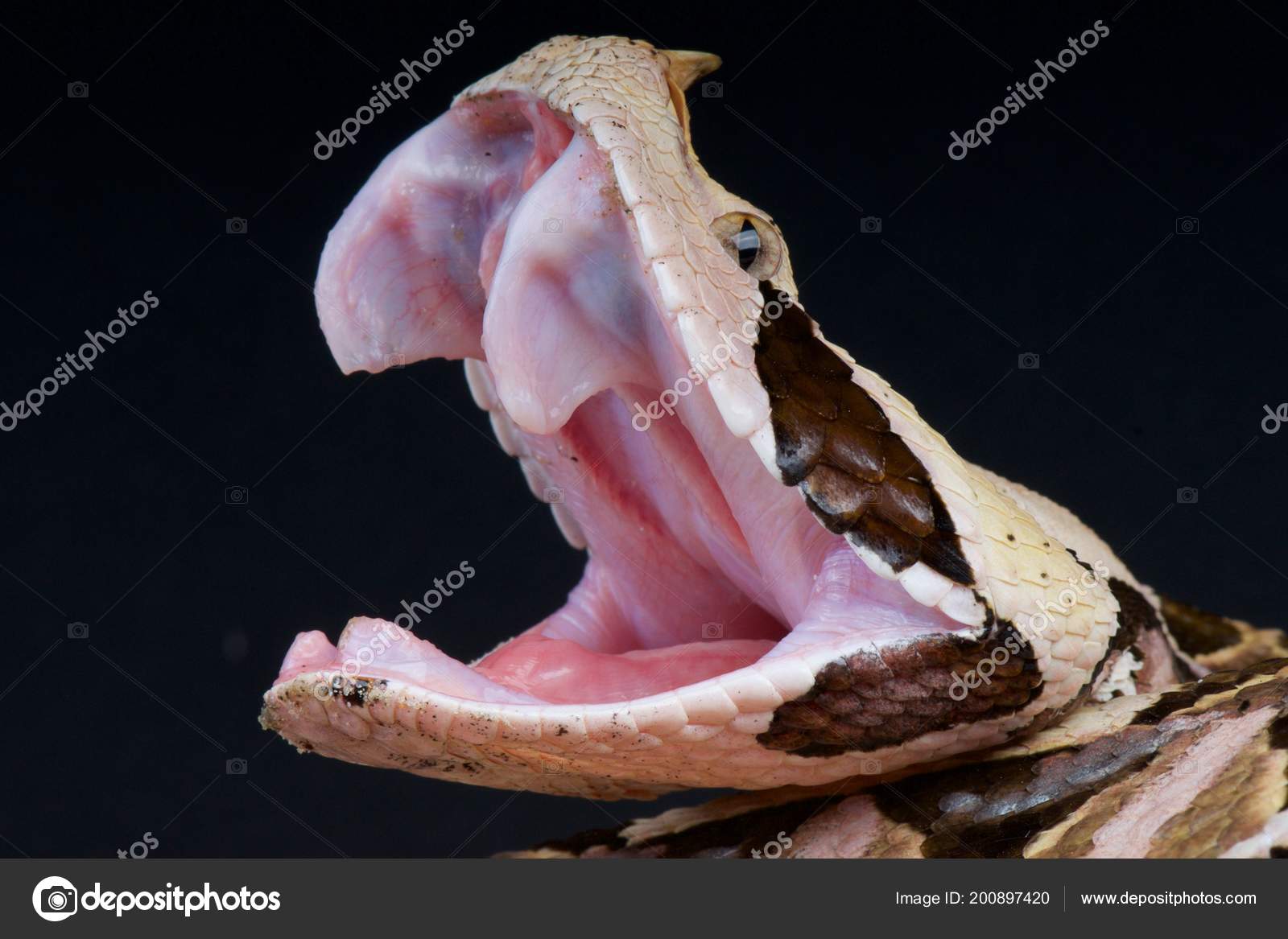 Burmese Python Teeth