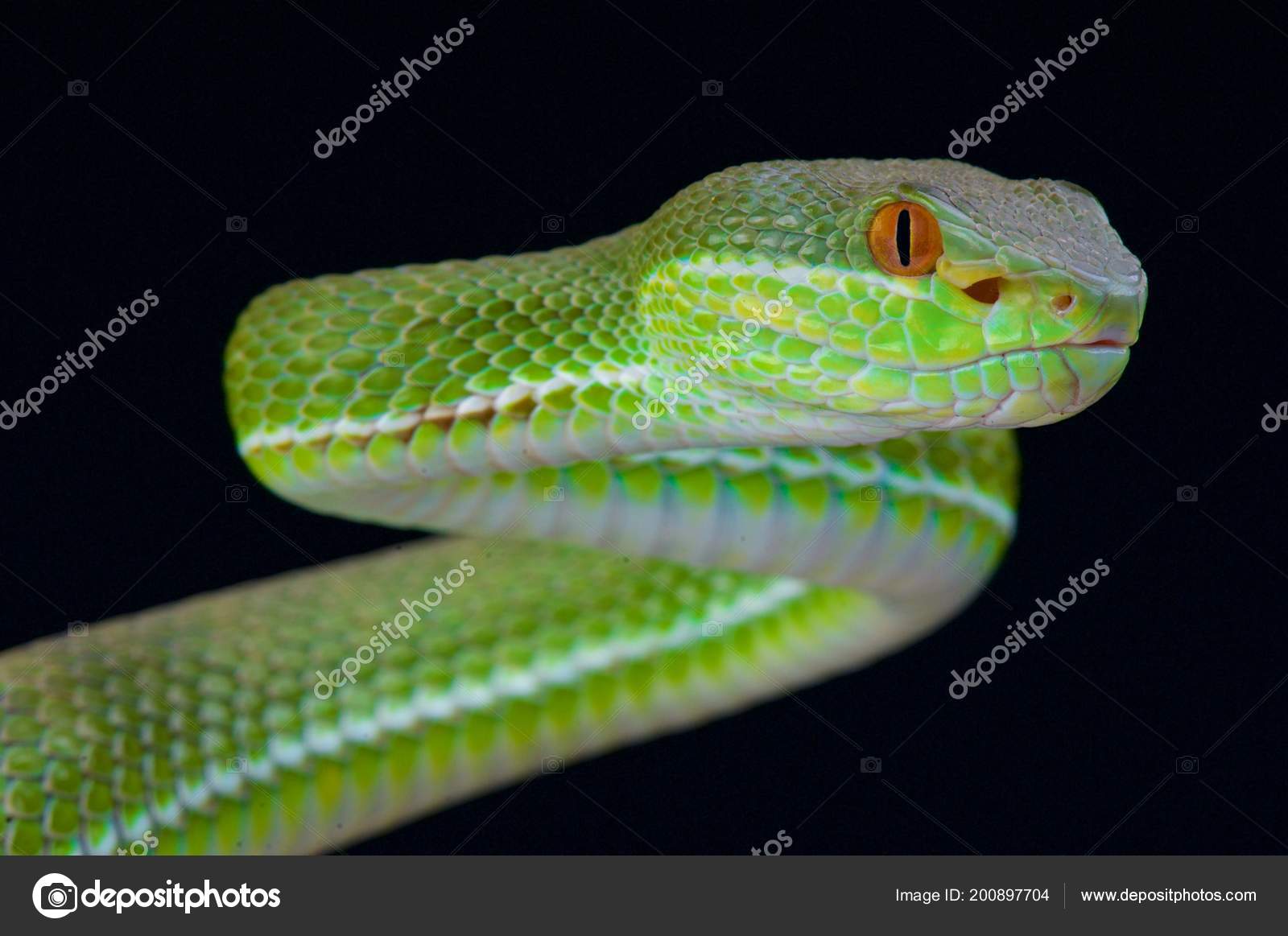 Chinese Green Tree Pit Viper