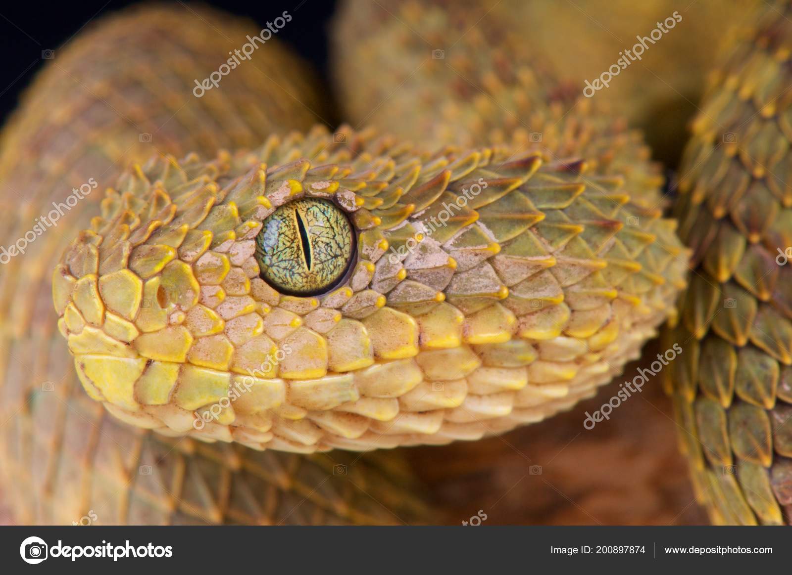 Bush Viper Atheris Squamigera Stock Photo by ©REPTILES4ALL 200897874