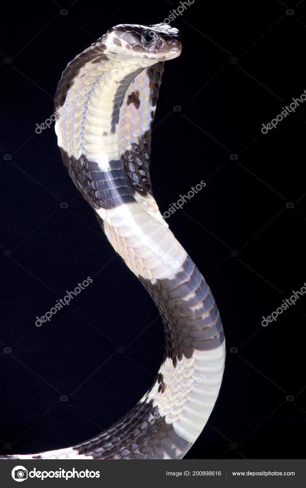 Snake King Cobra White