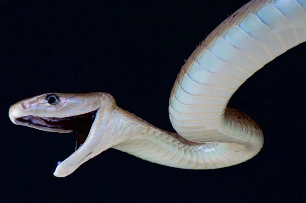 ブラックマンバ写真素材、ロイヤリティフリーブラックマンバ画像|Depositphotos