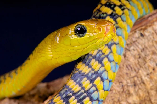 Congo snake Stock Photos, Royalty Free Congo snake Images | Depositphotos