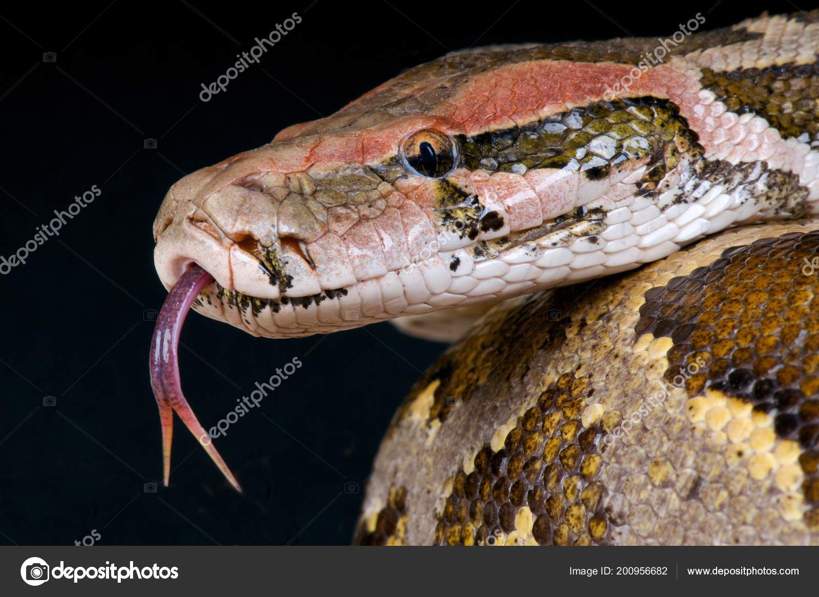 Python Molurus Indian Python India — Stock Photo © REPTILES4ALL #200956682