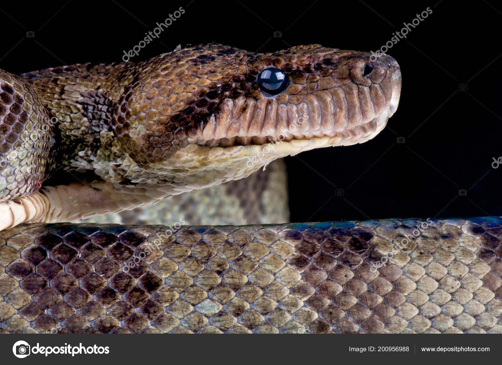 Sanzinia Madagascariensis Madagascar Tree Boa Madagascar Stock Photo by ...
