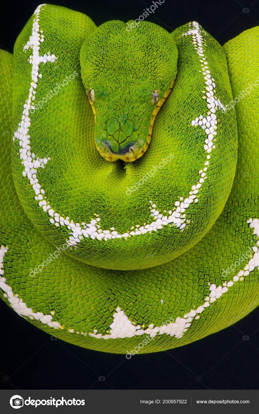 Green Tree Boa