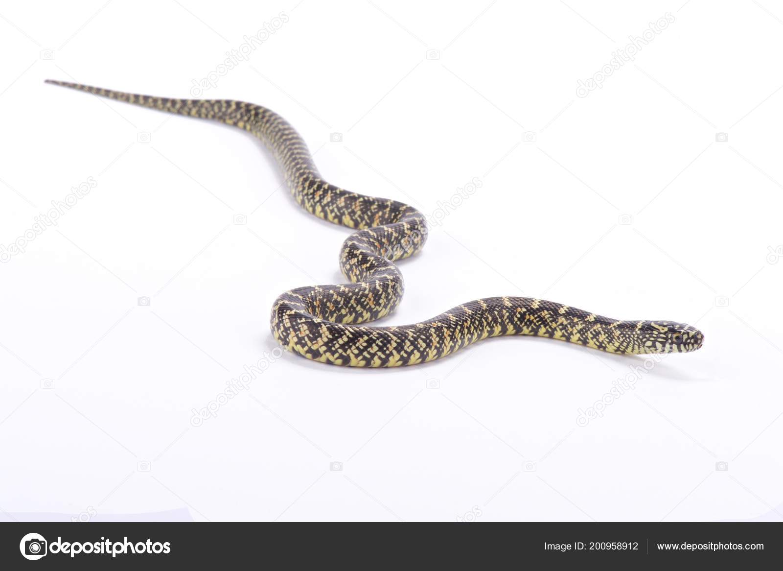 Brook's Kingsnake Lampropeltis Getula Brooksi United States — Stock ...