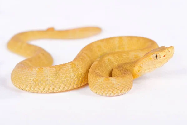 Lancehead Stock Photos, Royalty Free Lancehead Images | Depositphotos