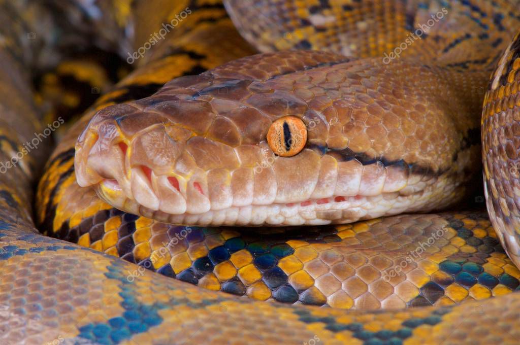 Malayopython reticulatus, Pitón reticulado (formalmente Python ...