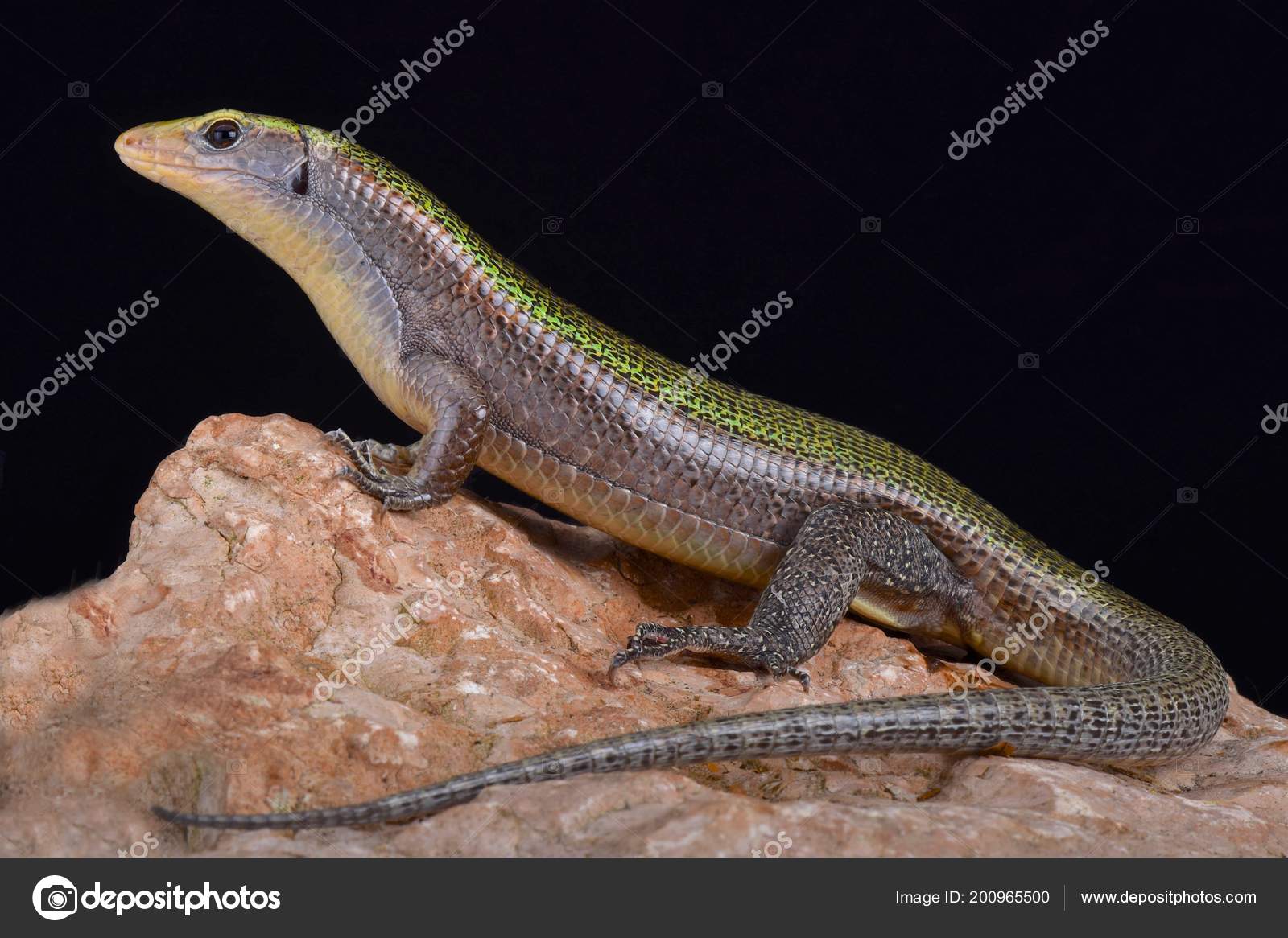 Lagarto Verde Madagascar Zonosaurus Haraldmeieri — Foto de stock ...