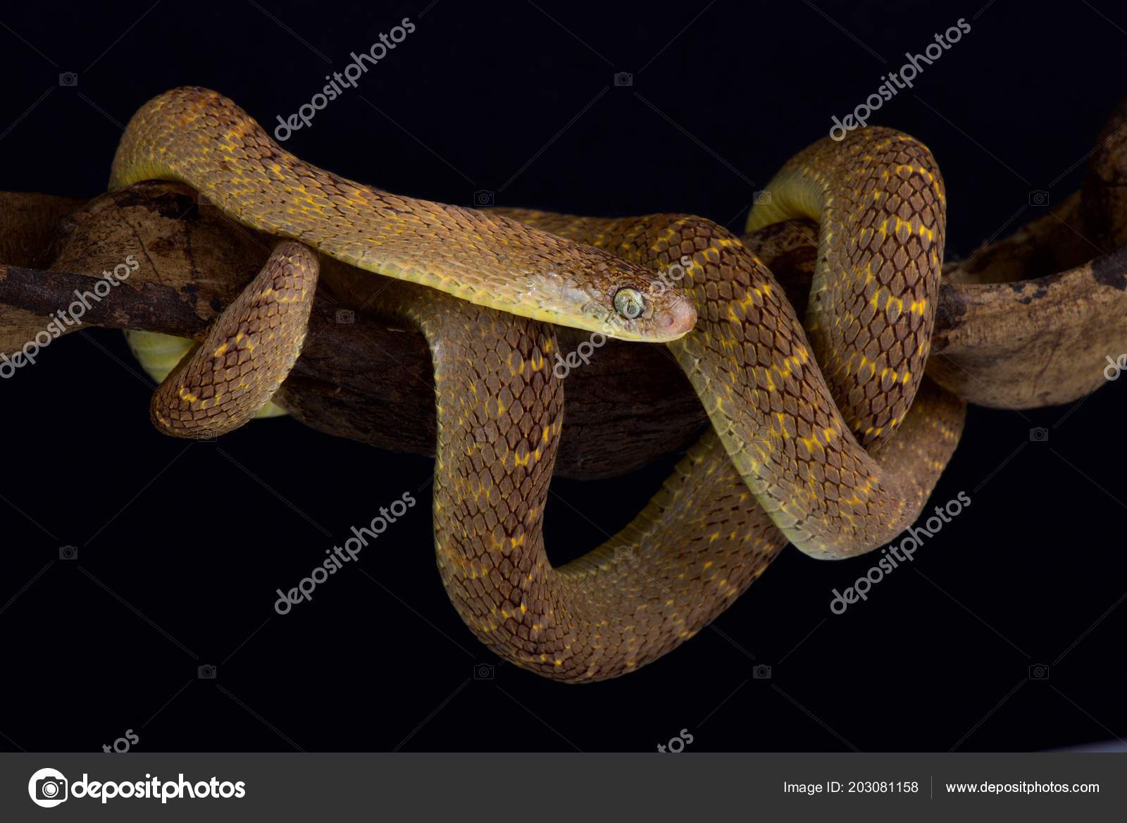 central african egg eating snake