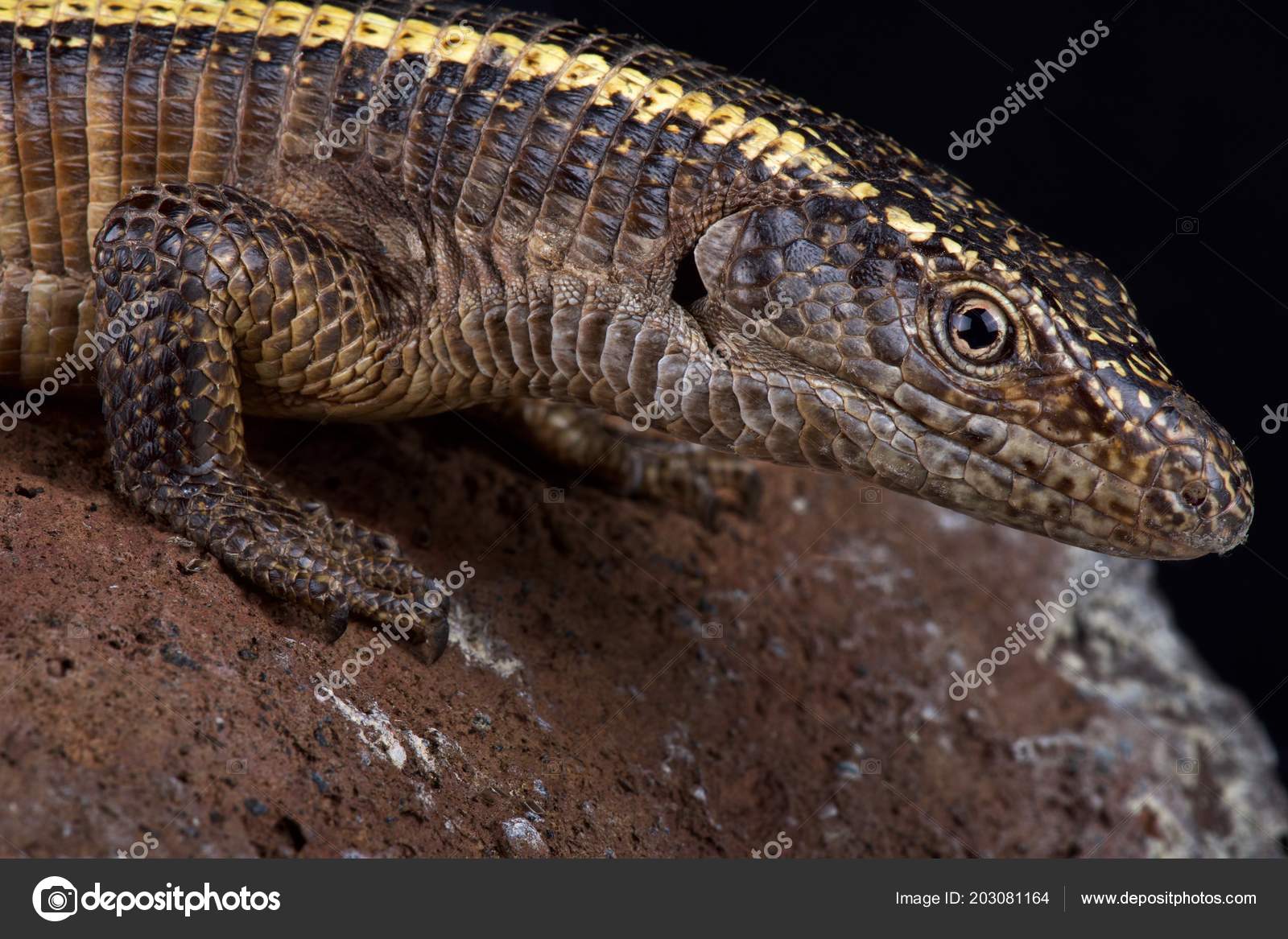 Giant Plated Lizard