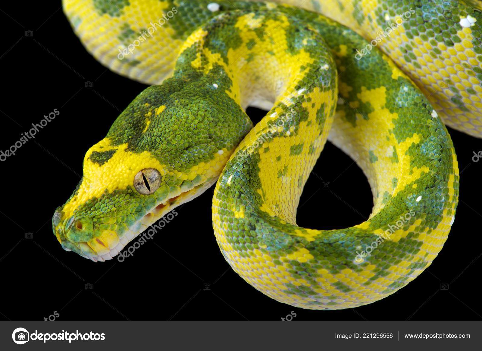 Black And Green Python