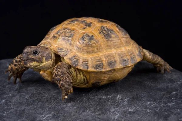 Steppe tortoise Stock Photos, Royalty Free Steppe tortoise Images ...