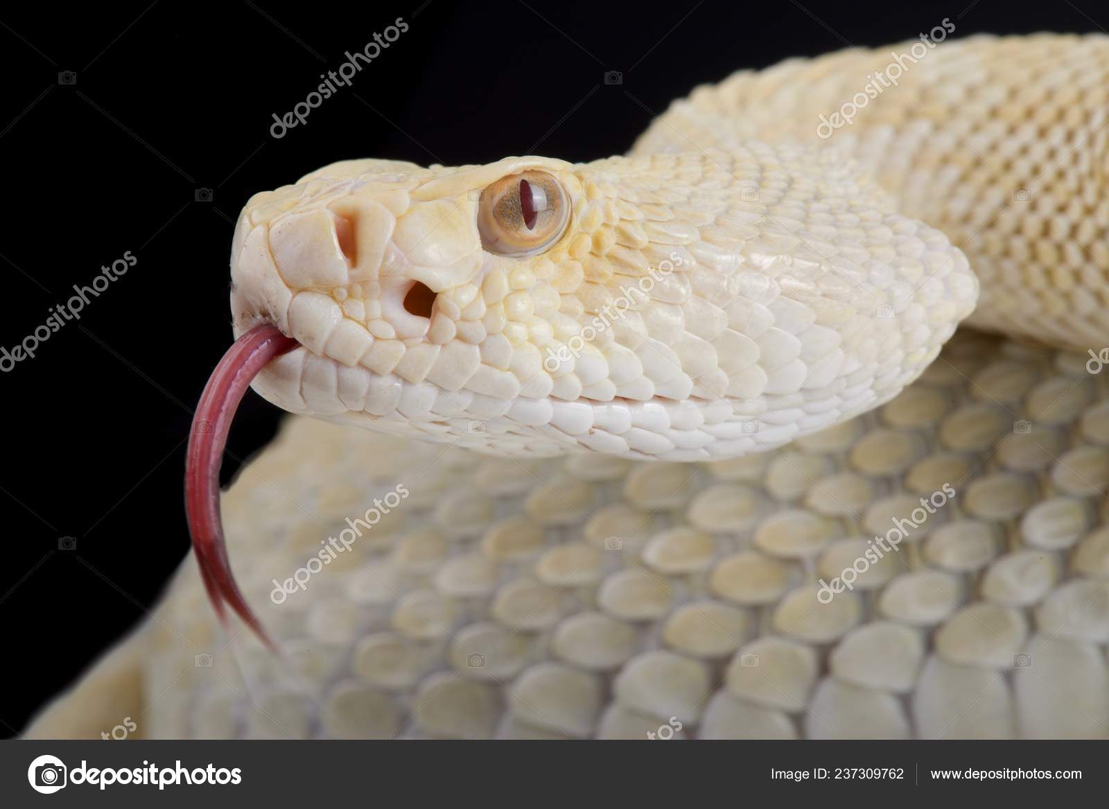 Albino Rattlesnake Albino Western Diamondback Rattlesnake (Crotalus