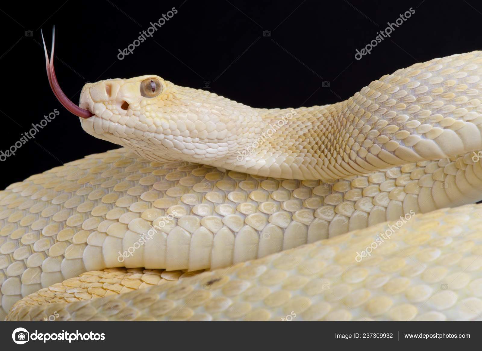 Albino Eastern Diamondback Rattlesnake