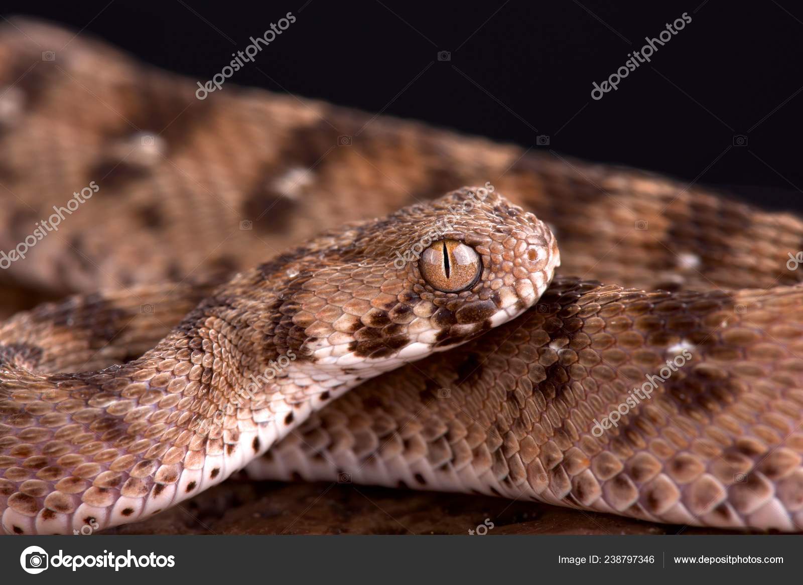 Pitless Viper Snake